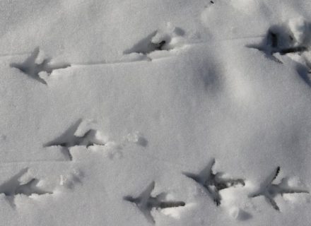 Boot Lake Nature Preserve - Elkhart County ParksElkhart County Parks