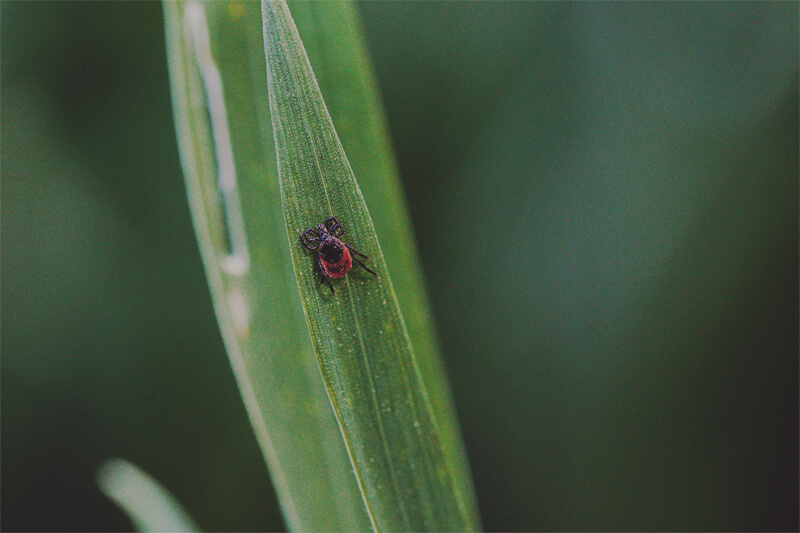 Tick Talk - Elkhart County Parks