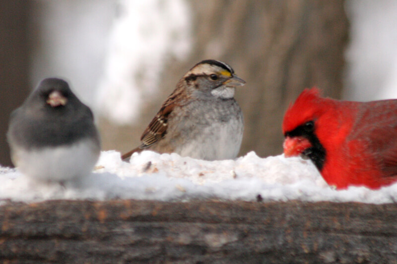 Make Every Bird Count - Elkhart County Parks