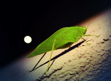 Events Archive - Elkhart County Parks