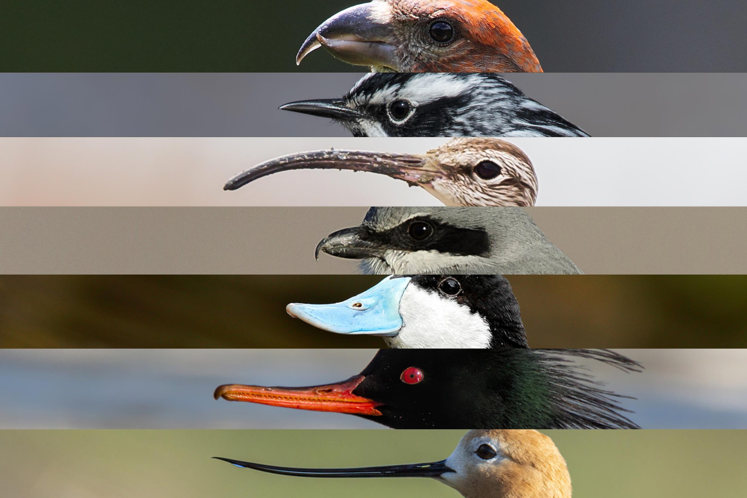 Bird Beaks 101 - Elkhart County Parks