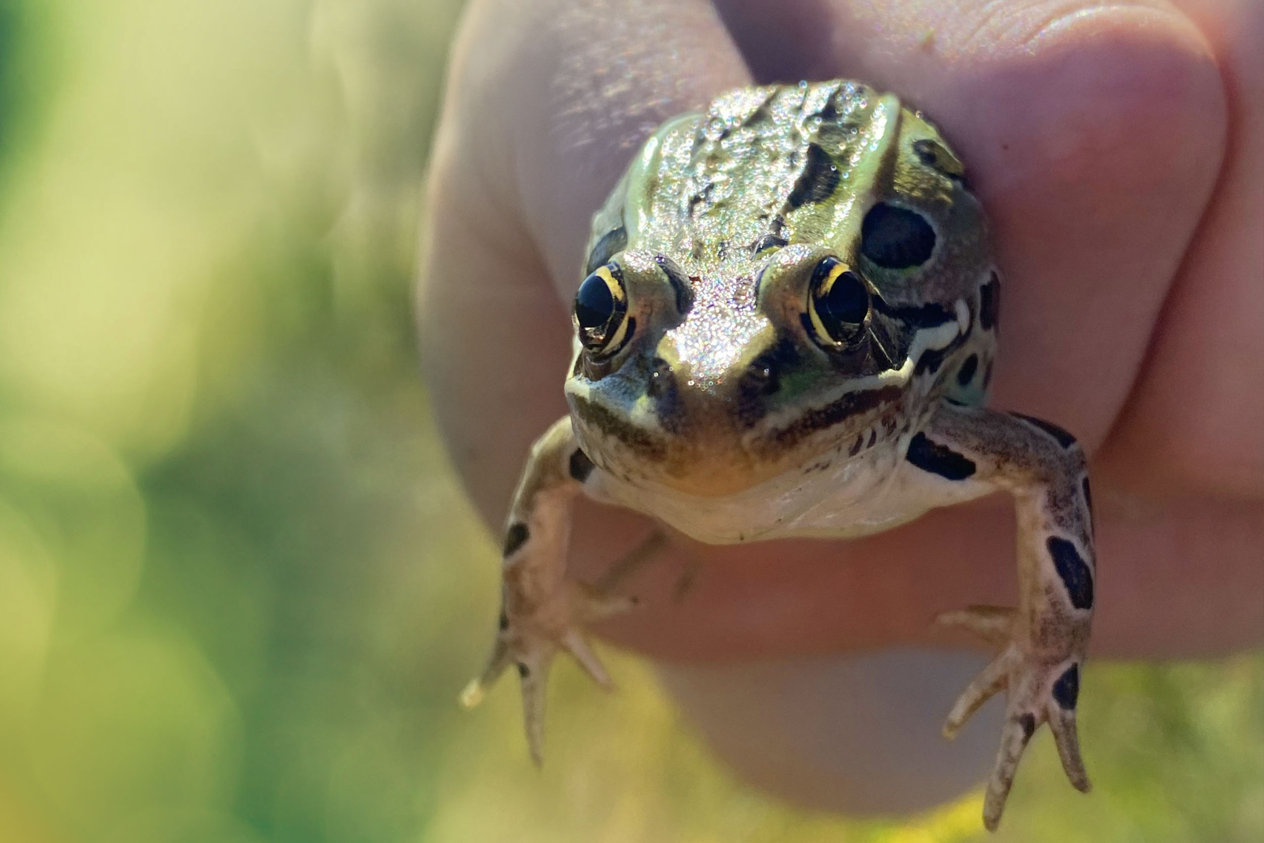 Nature Nuts: Frogs - Elkhart County Parks